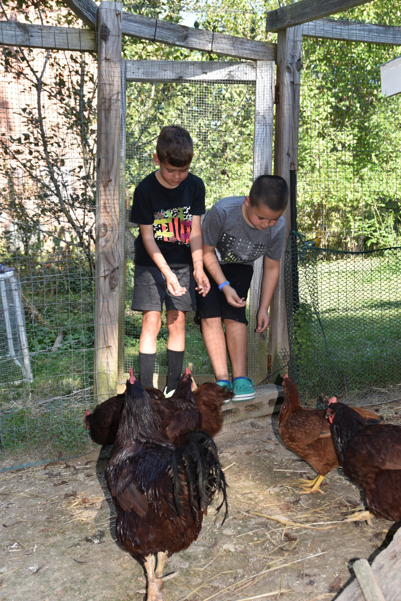 Generational Teaching with Chickens and Kids - Backyard Poultry